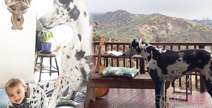 Jason Thompson's Family Suffers Tragic Pet Loss